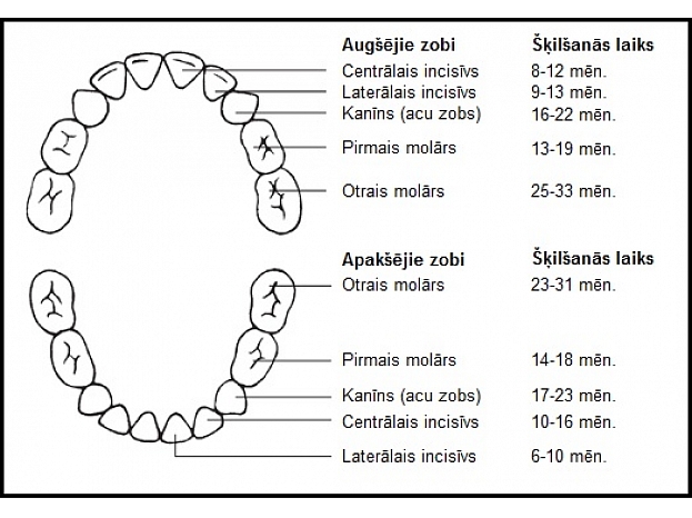Zobu šķilšanās laiki